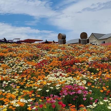 RNL TOURS - Travel to Japan with ALOHA