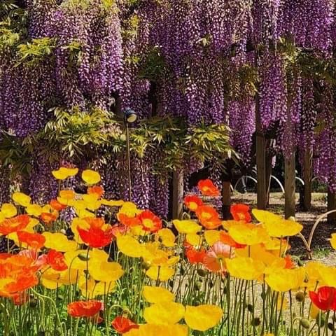 RNL TOURS - Travel to Japan with ALOHA