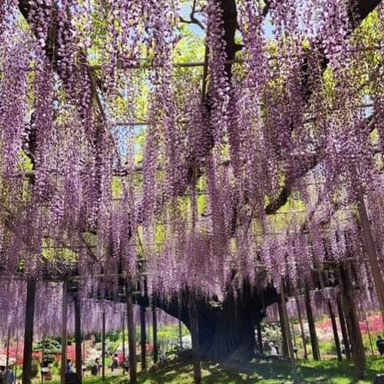 RNL TOURS - Travel to Japan with ALOHA